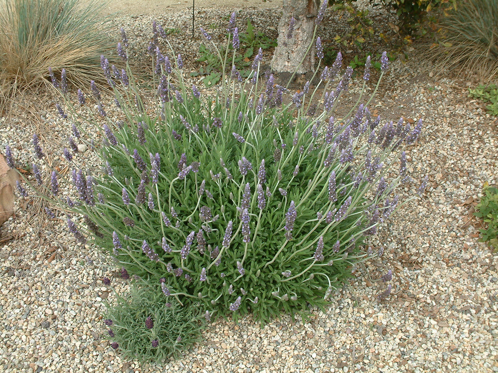 Lavandula pinnata - Alchetron, The Free Social Encyclopedia