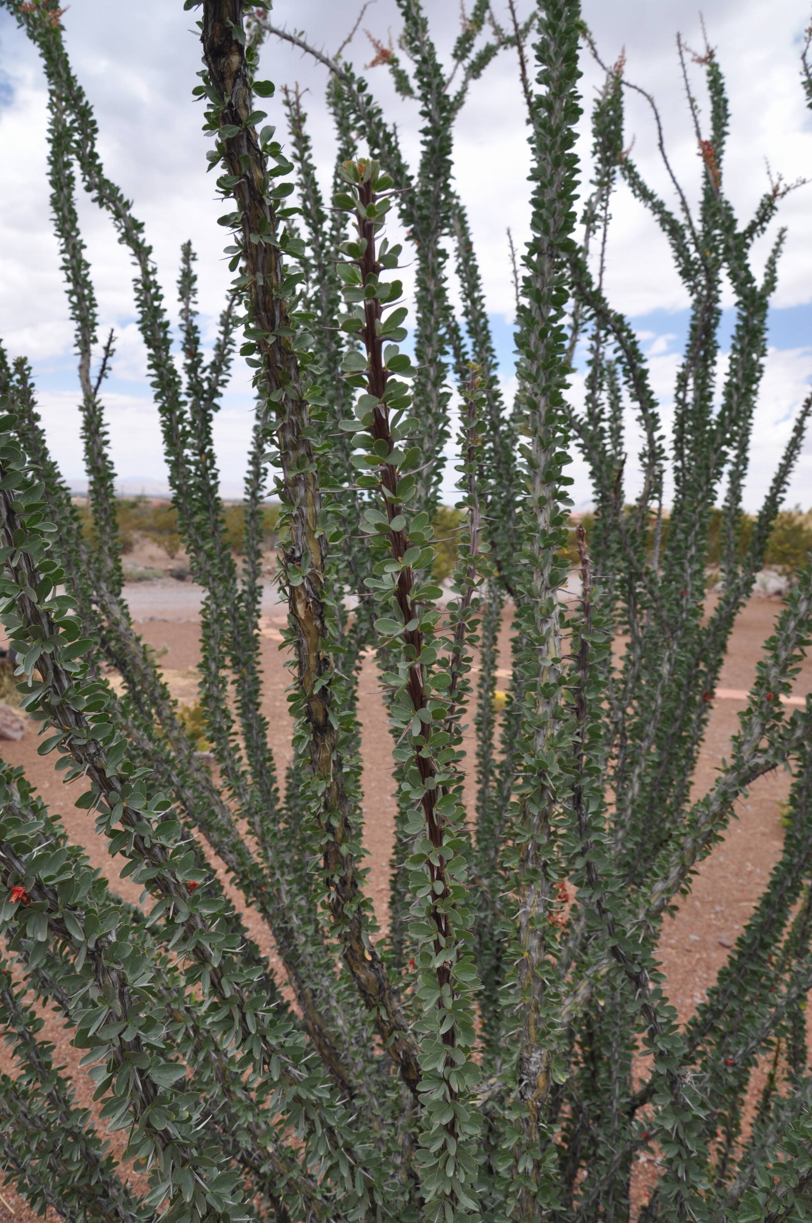 Fouquieria splendens