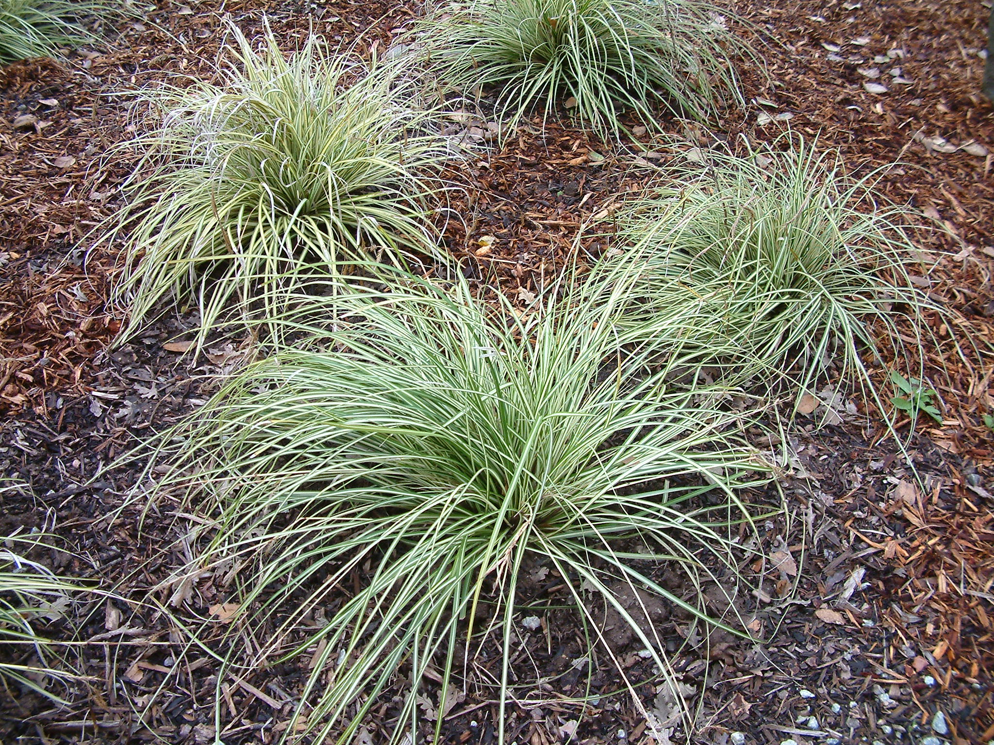Carex morrowii 'Variegata'