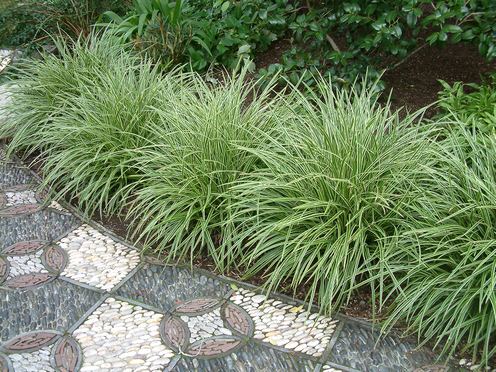 Carex morrowii 'Variegata'