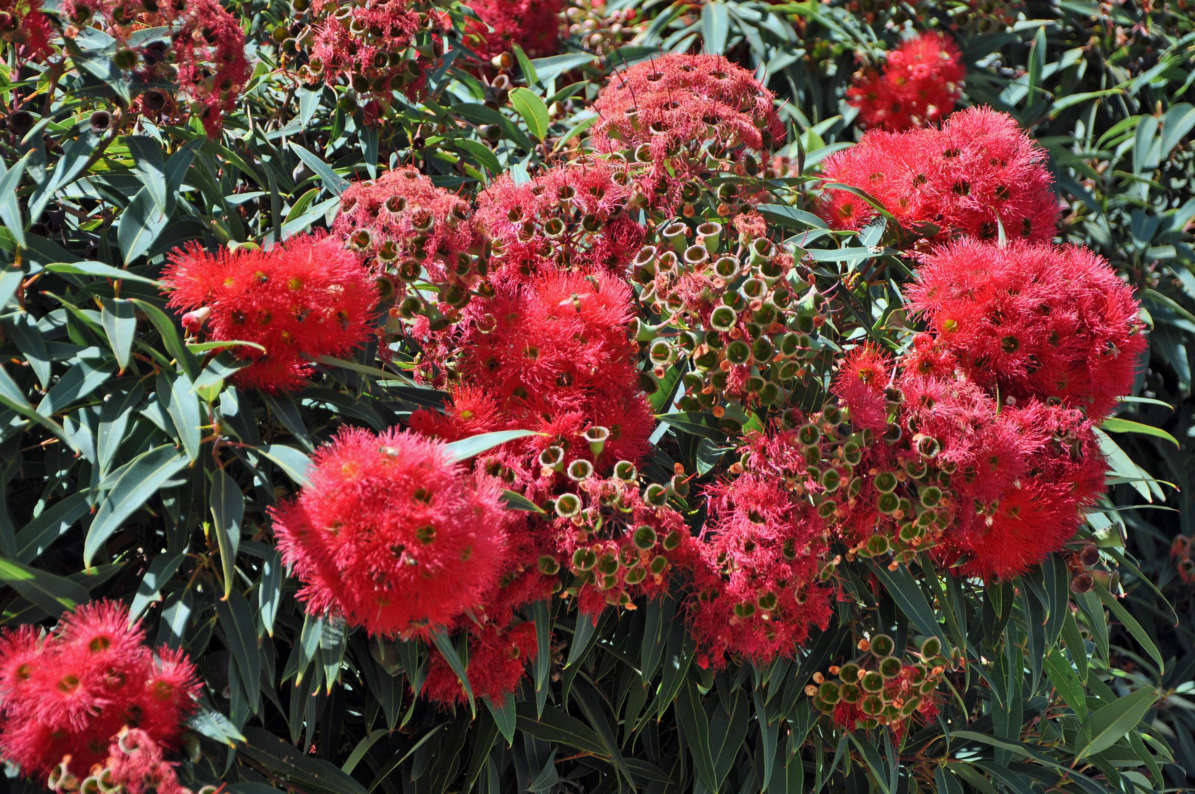 Corymbia ficifolia