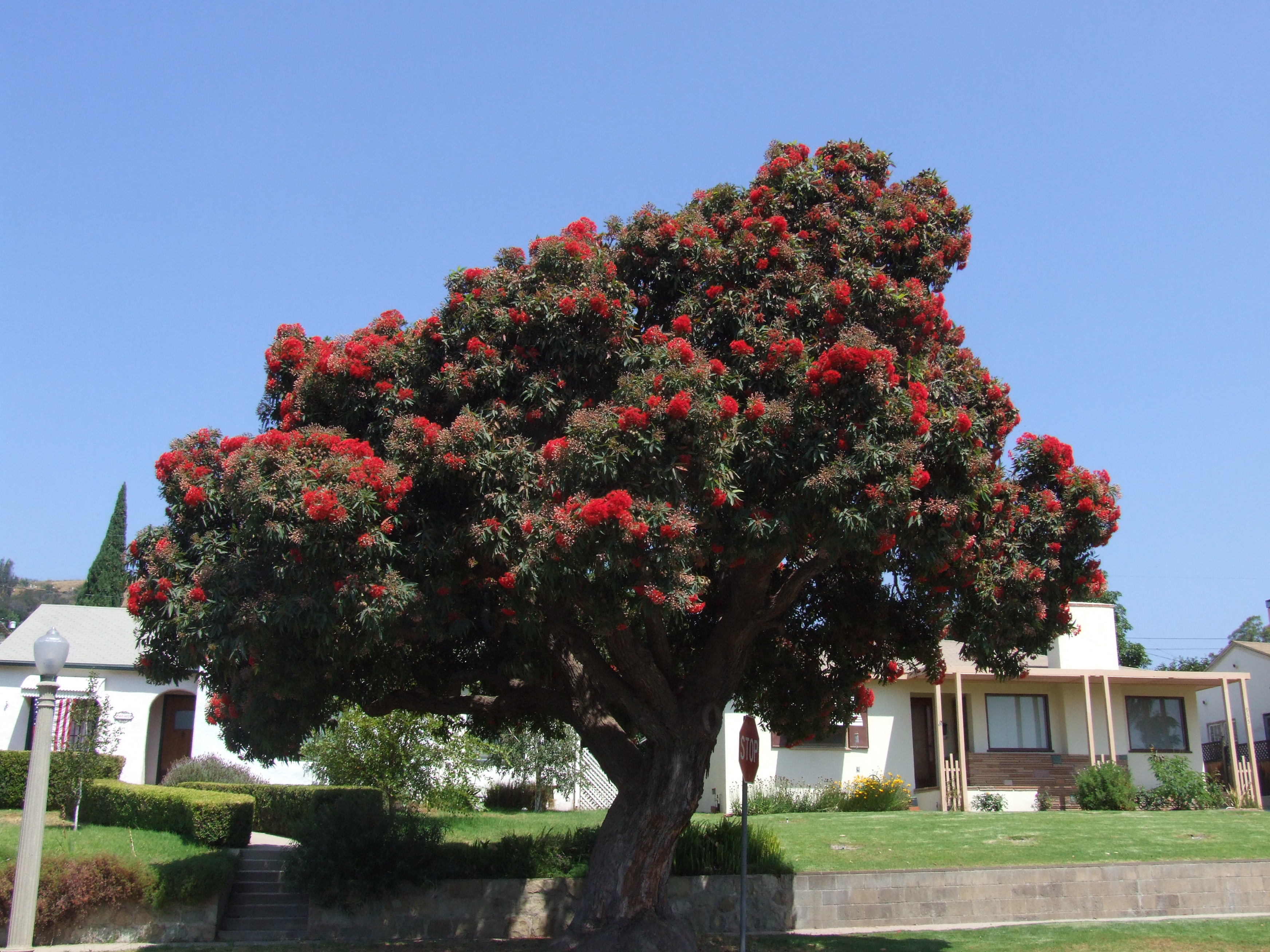 Corymbia ficifolia