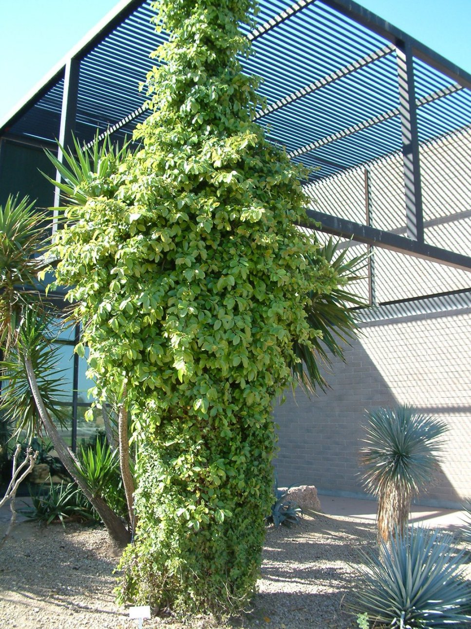 Ficus pumila