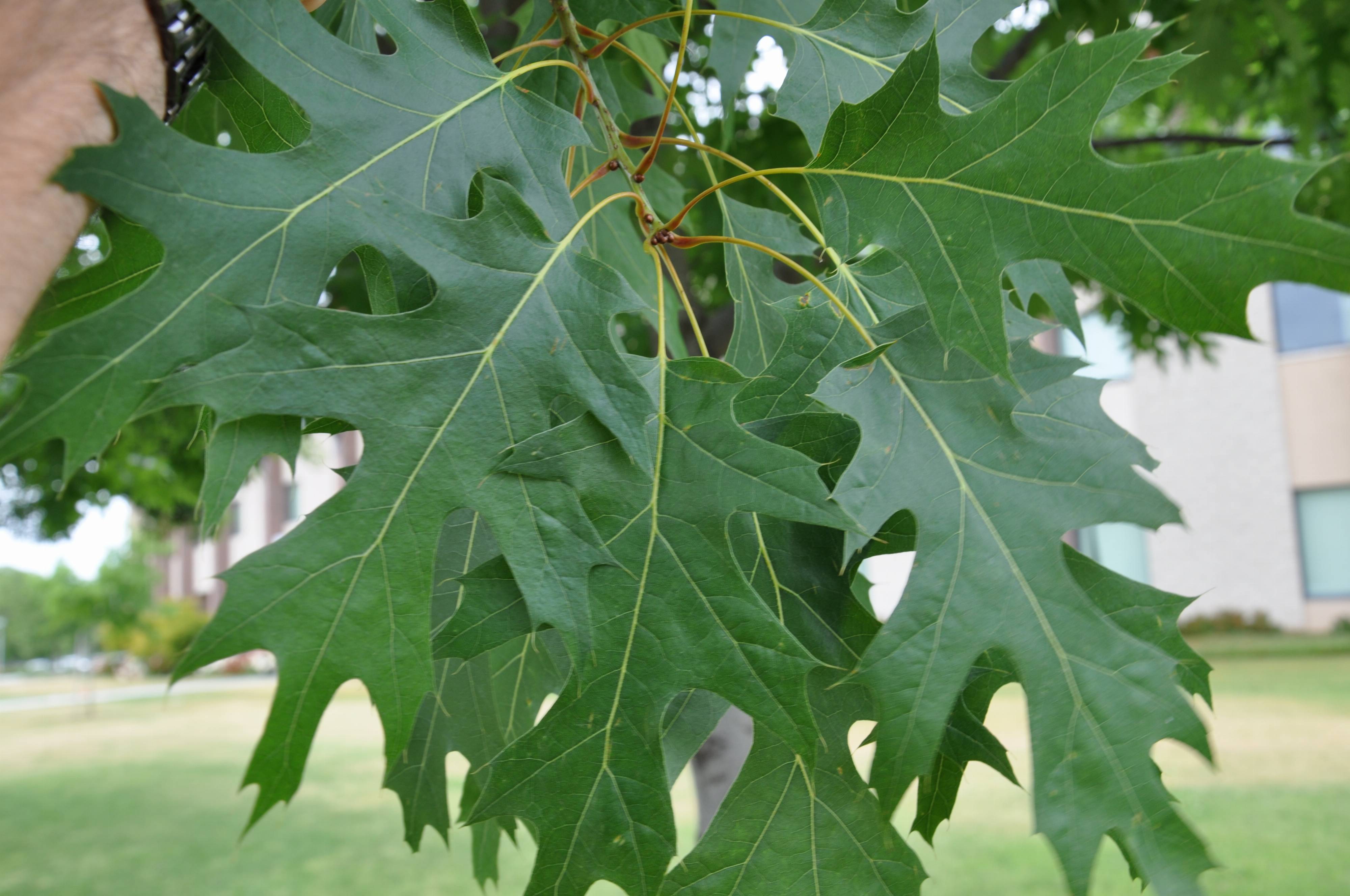 Quercus Kelloggii Leaf