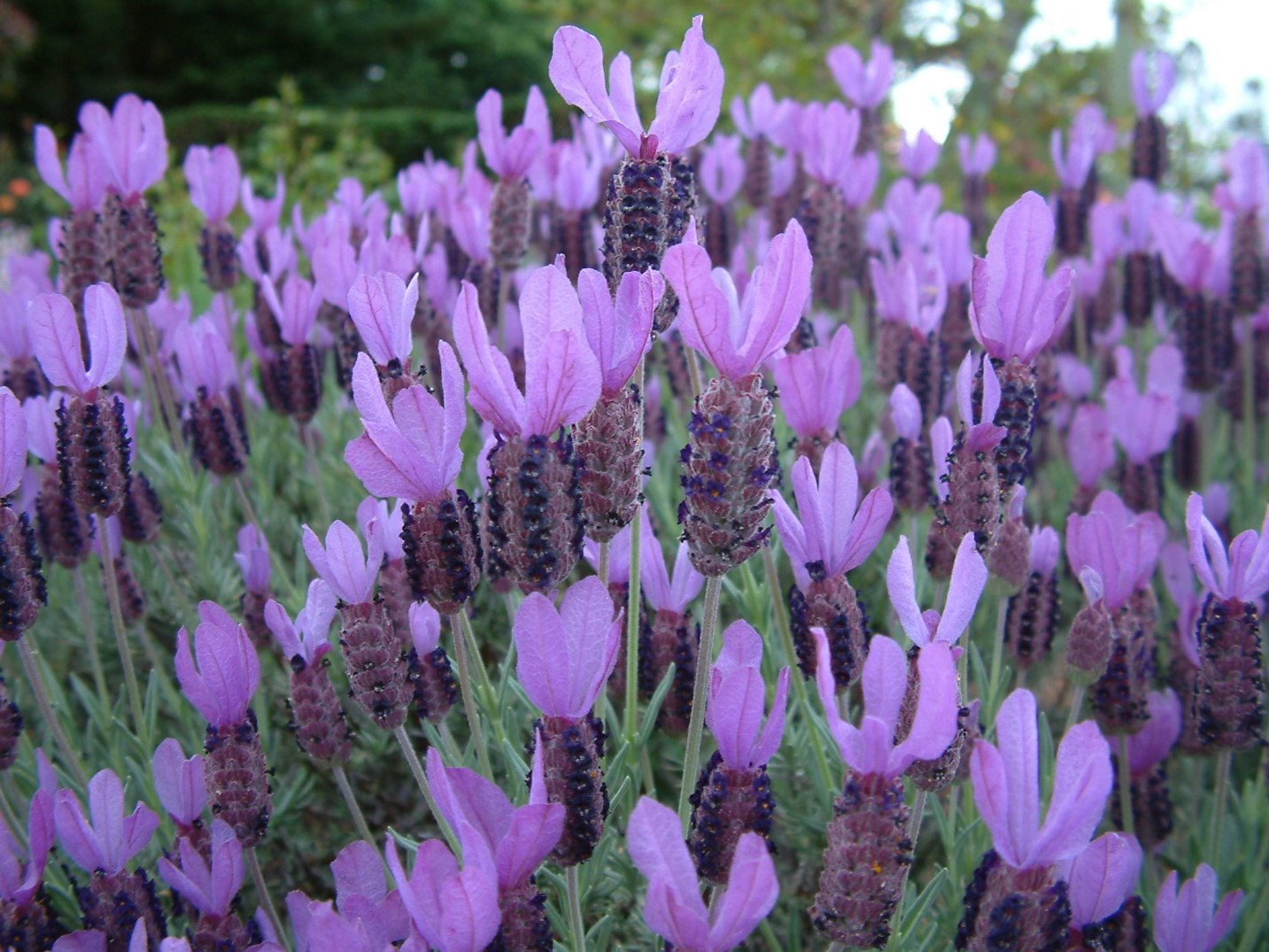 Lavandula stoechas