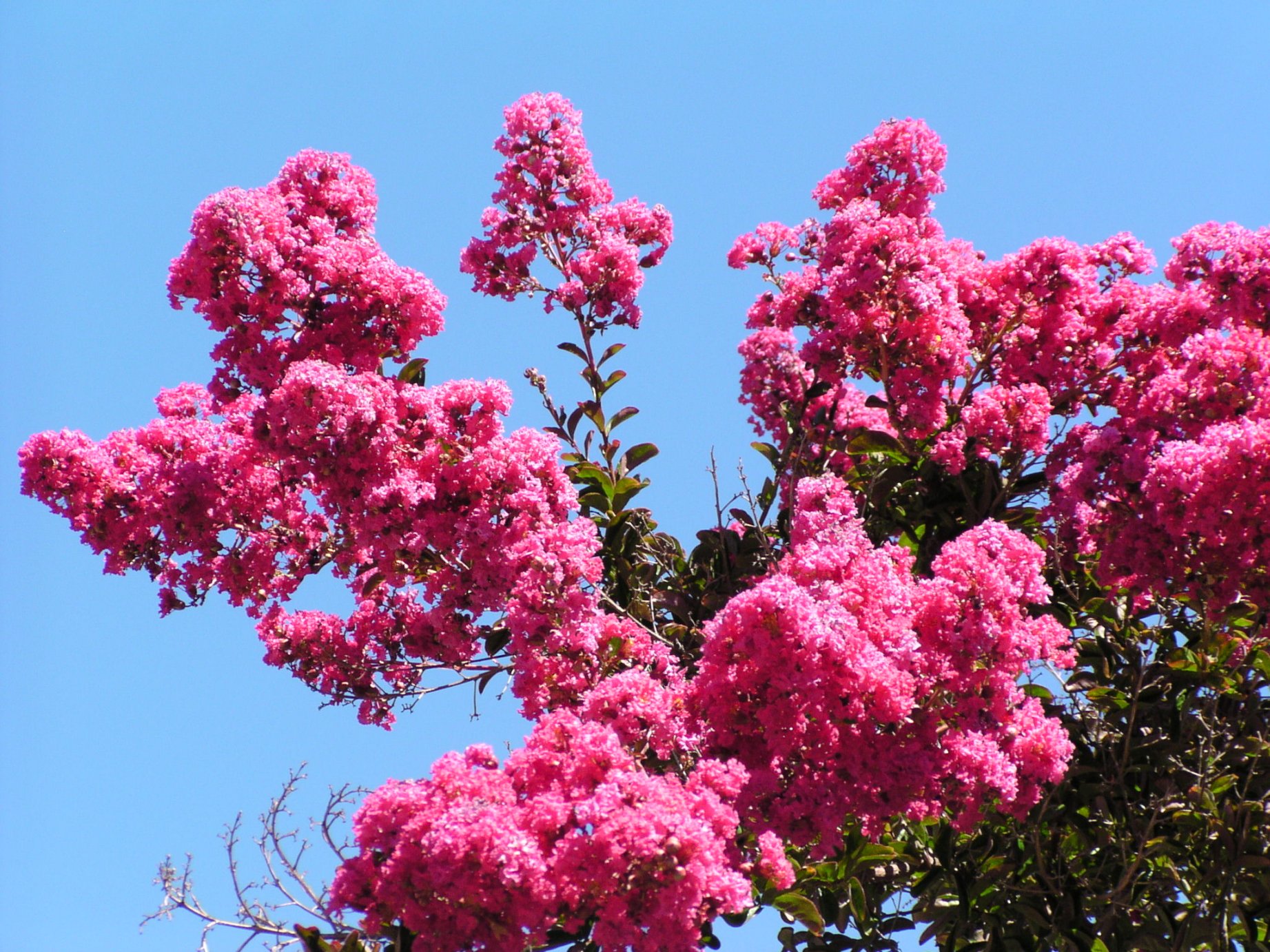Lagerstroemia indica - Crape Myrtle | PlantMaster