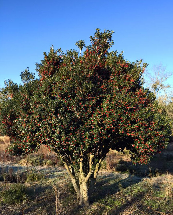 Ilex cornuta 'Burfordii'