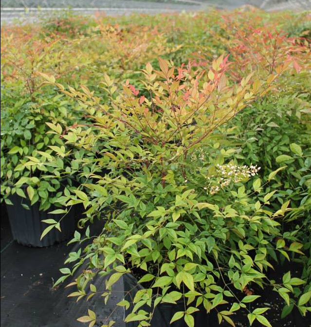 Nandina domestica 'Compacta'