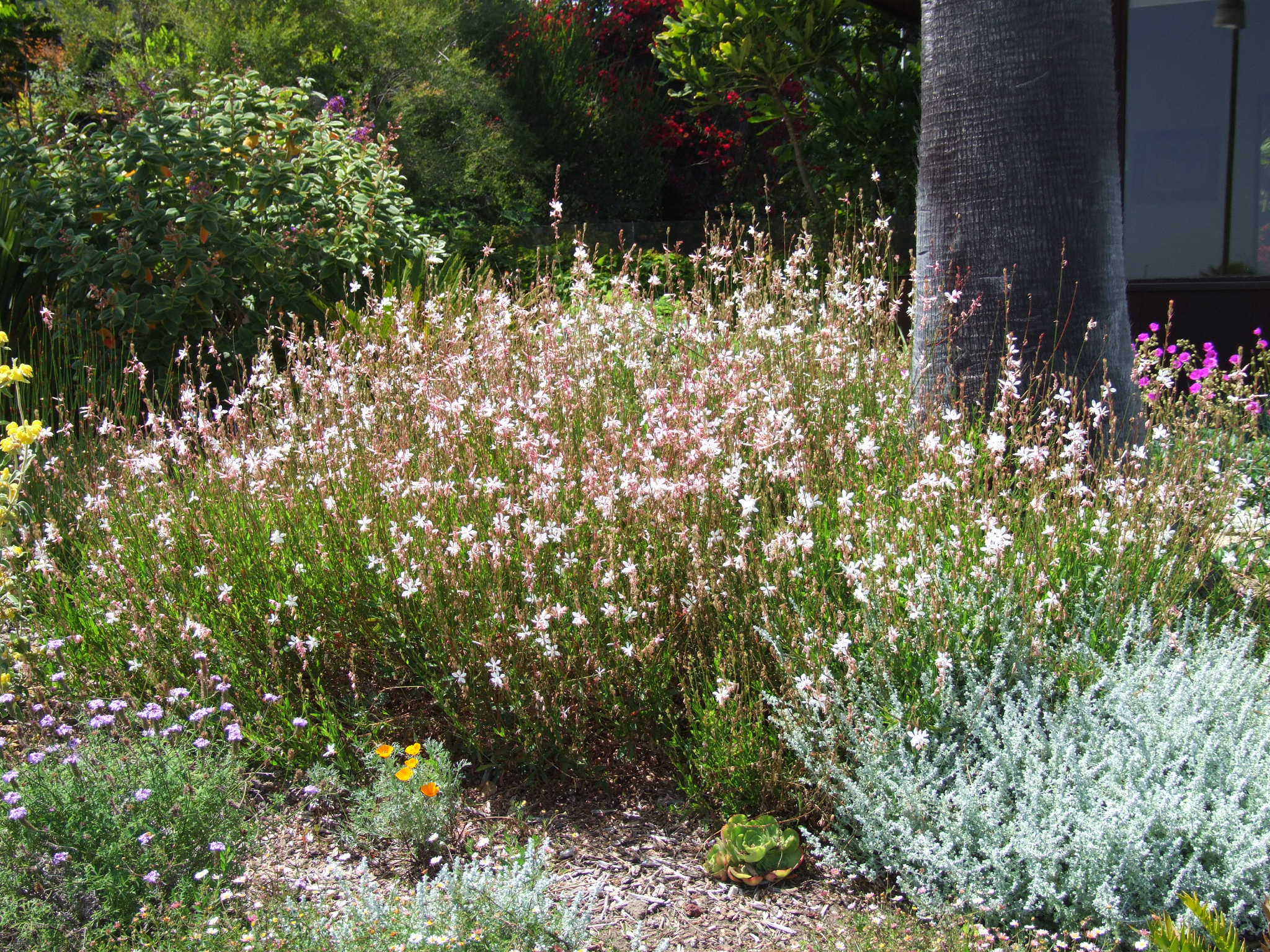 Gaura lindheimeri