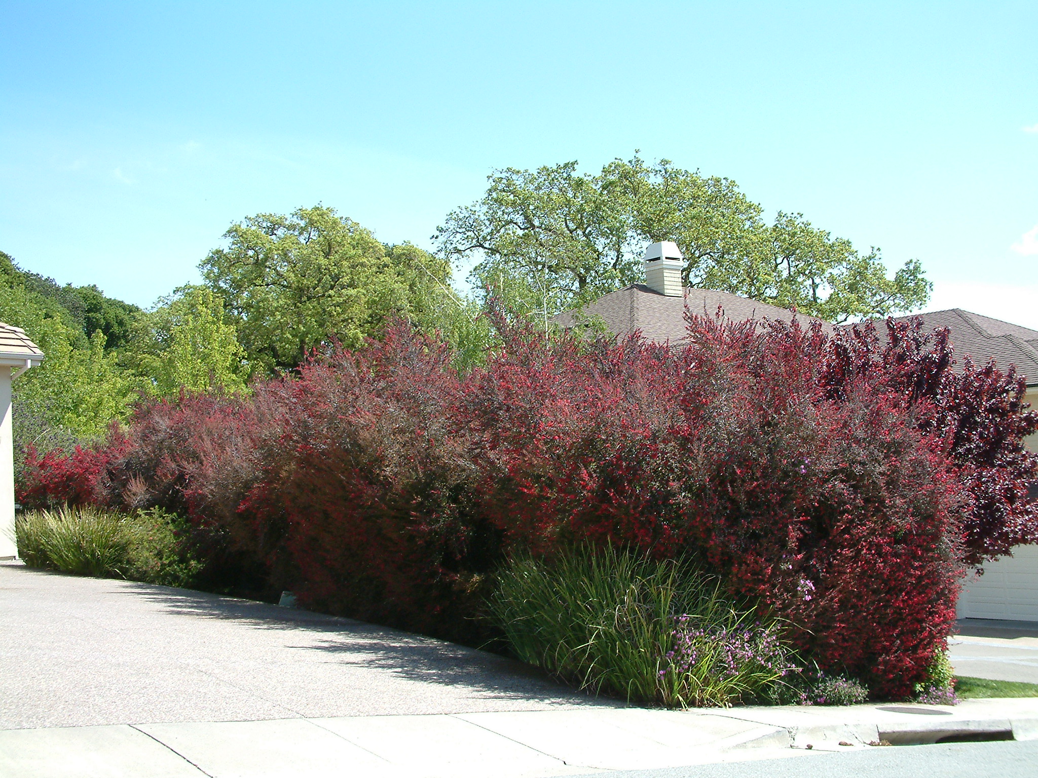 Leptospermum scoparium 'Ruby Glow'