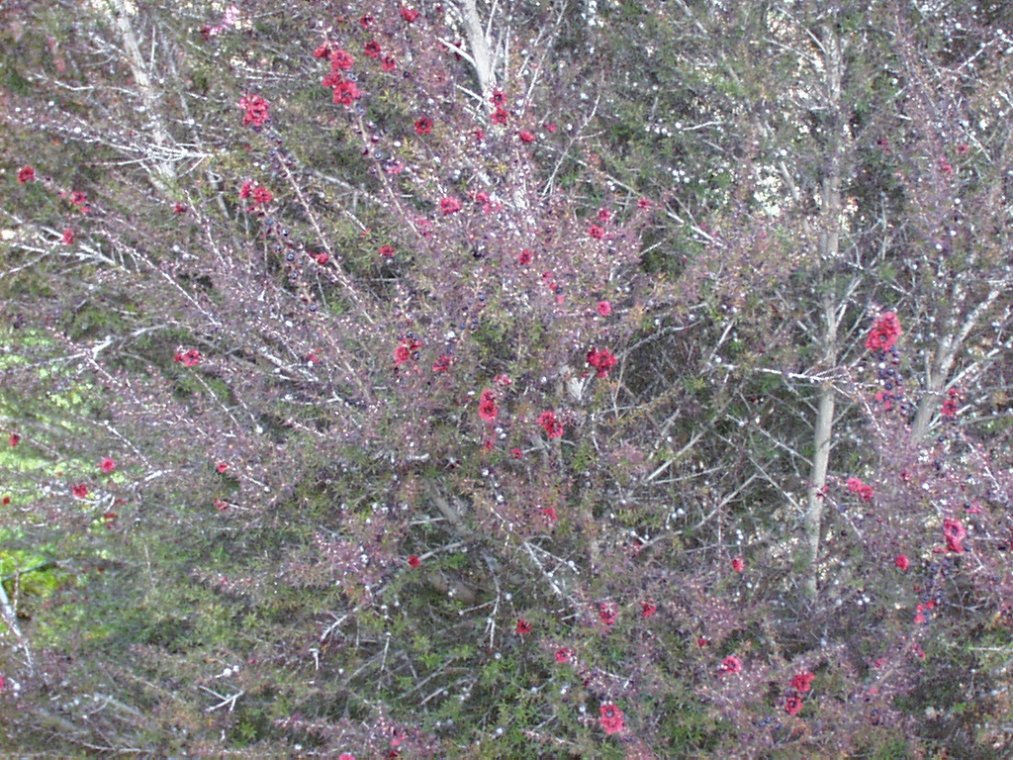 Leptospermum scoparium 'Ruby Glow'