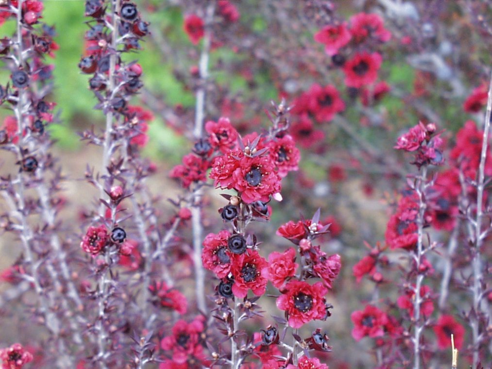 Leptospermum scoparium 'Ruby Glow'