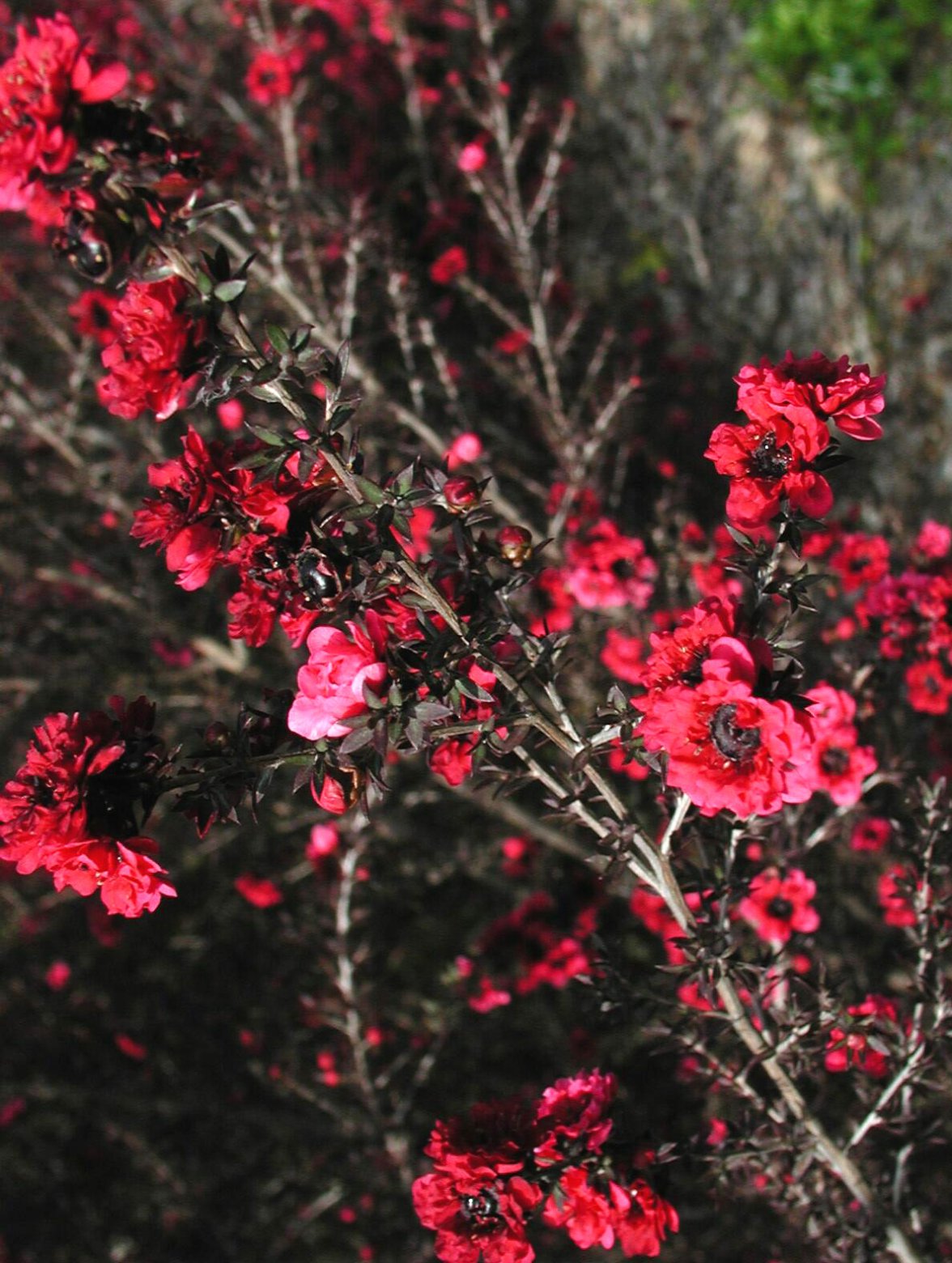 Leptospermum scoparium 'Ruby Glow'
