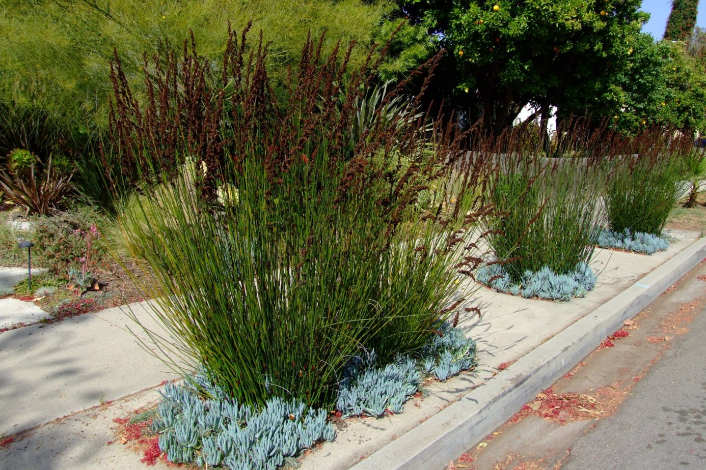 Chondropetalum elephantinum