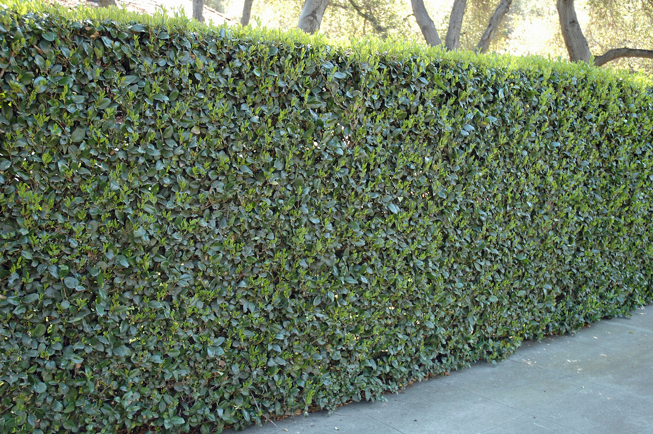 Ligustrum japonicum 'Texanum'