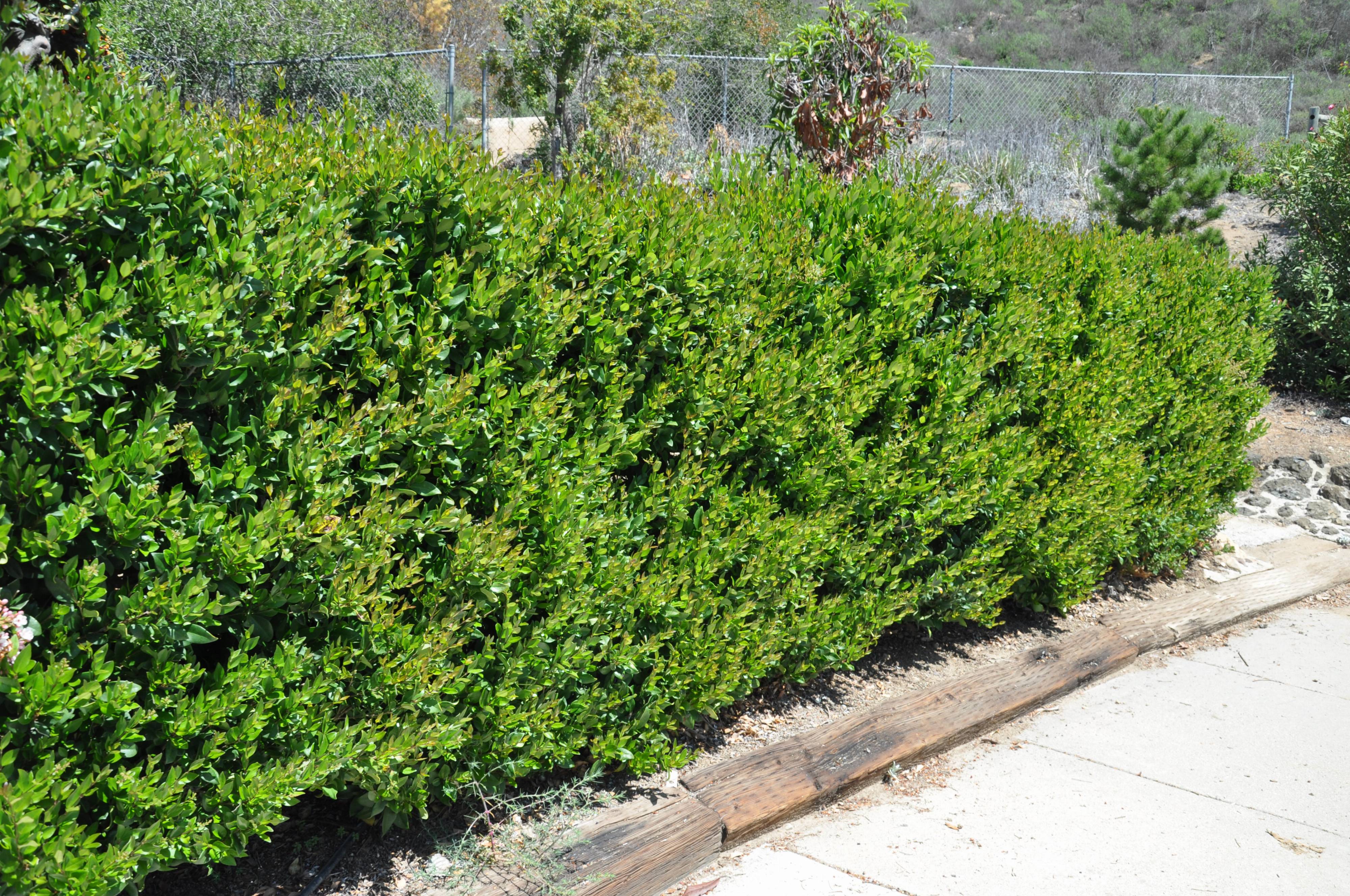 Ligustrum japonicum 'Texanum'