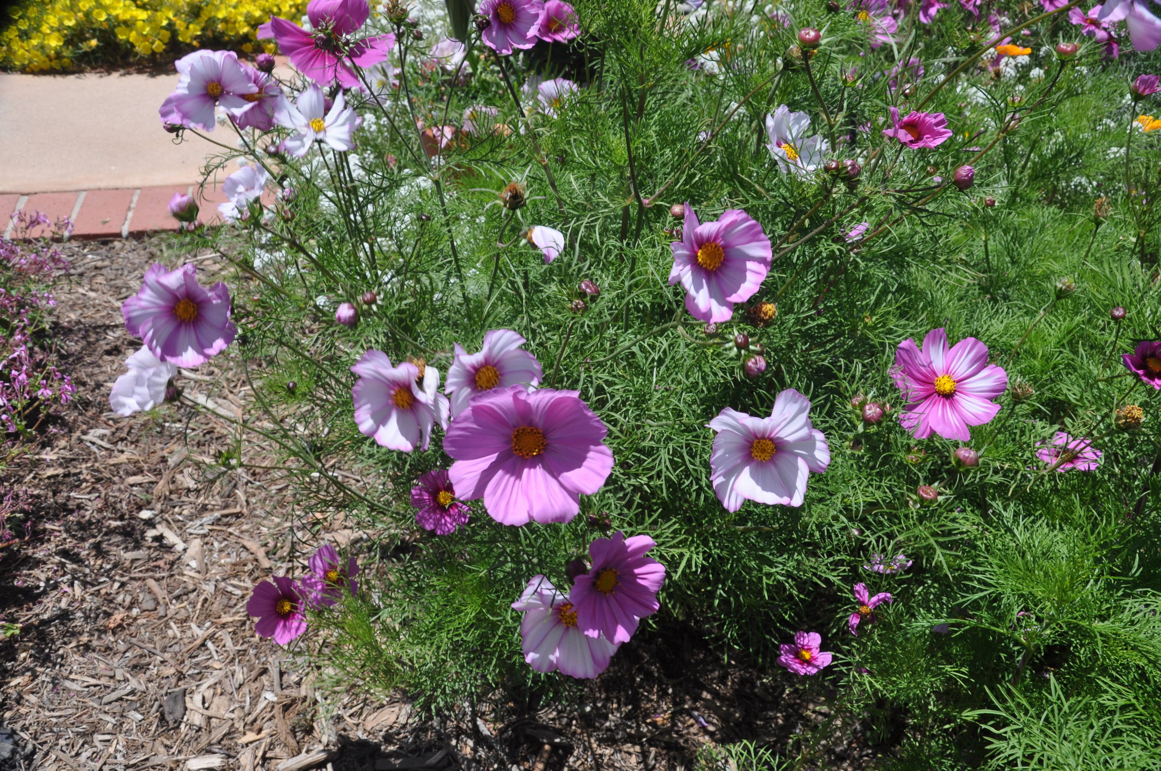 Cosmos bipinnatus
