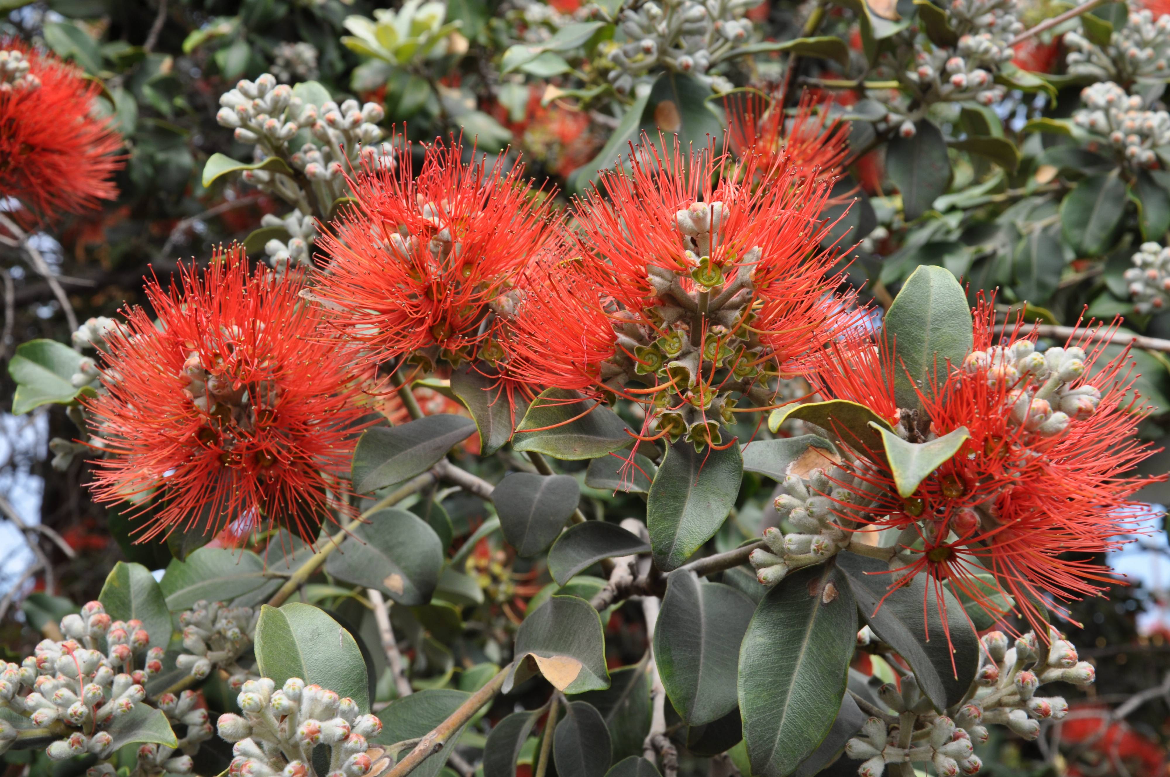 Metrosideros excelsa