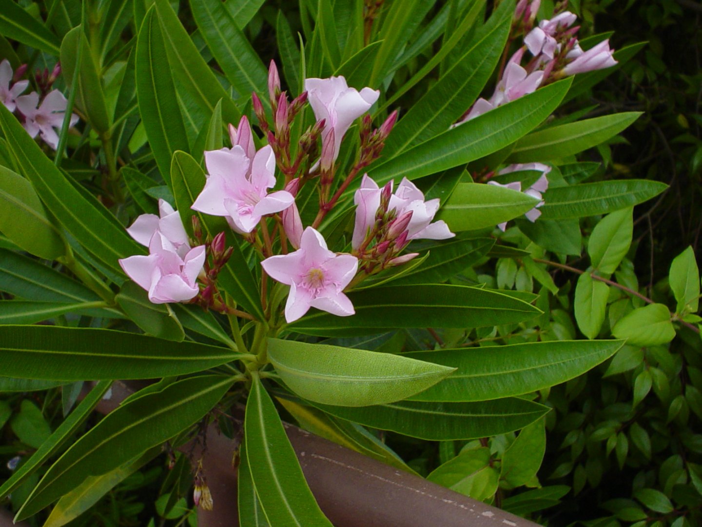 Nerium Oleander Flower Nerium Oleander 'Red' Boething