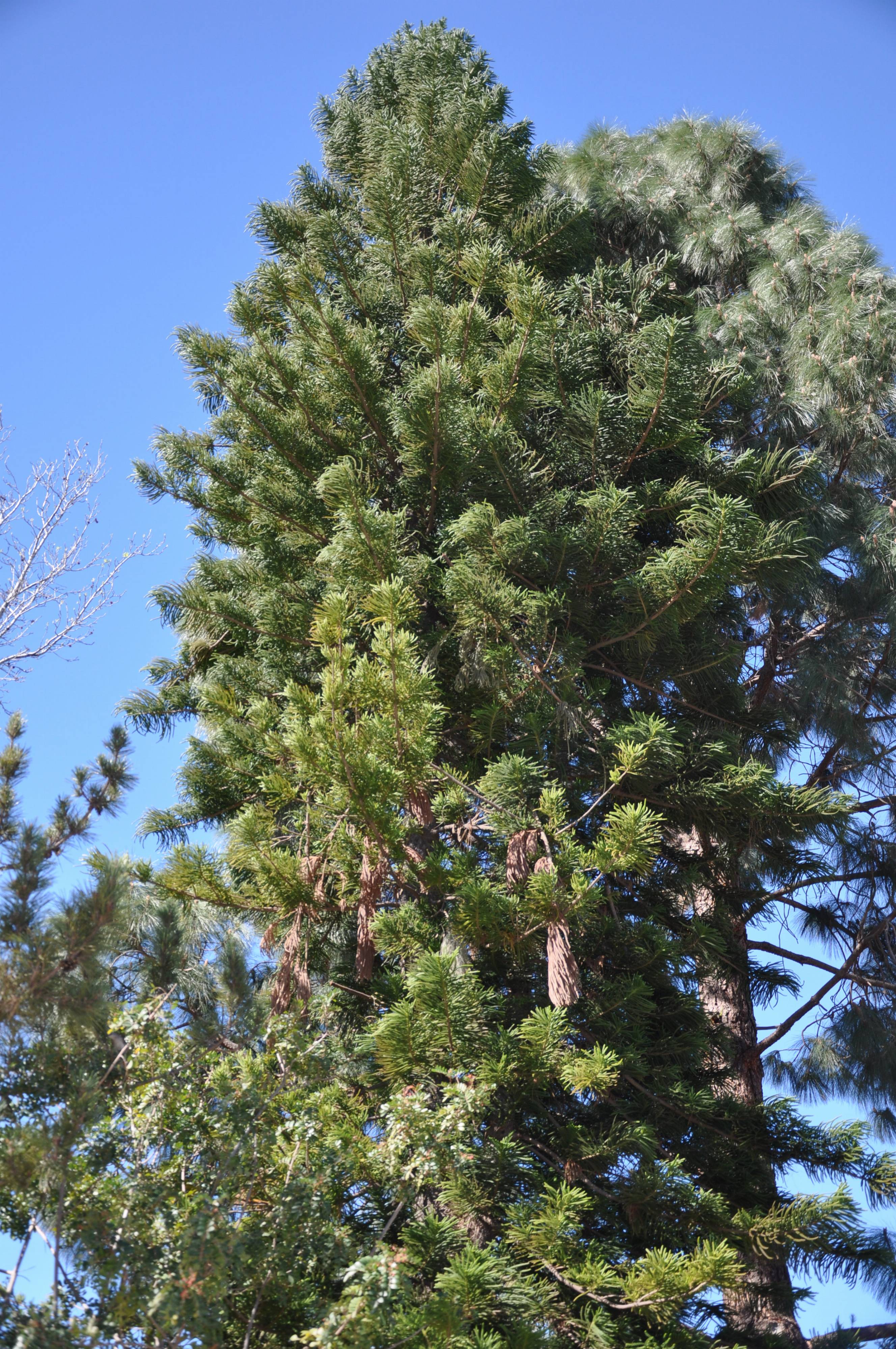 Araucaria bidwillii