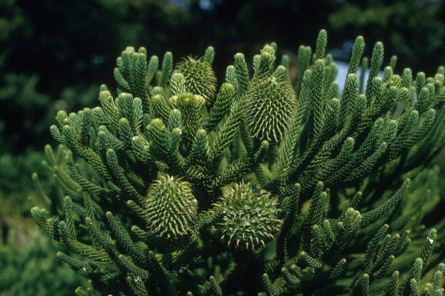 Araucaria bidwillii