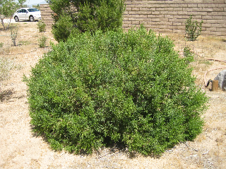 Baccharis X 'Starn Thompson'