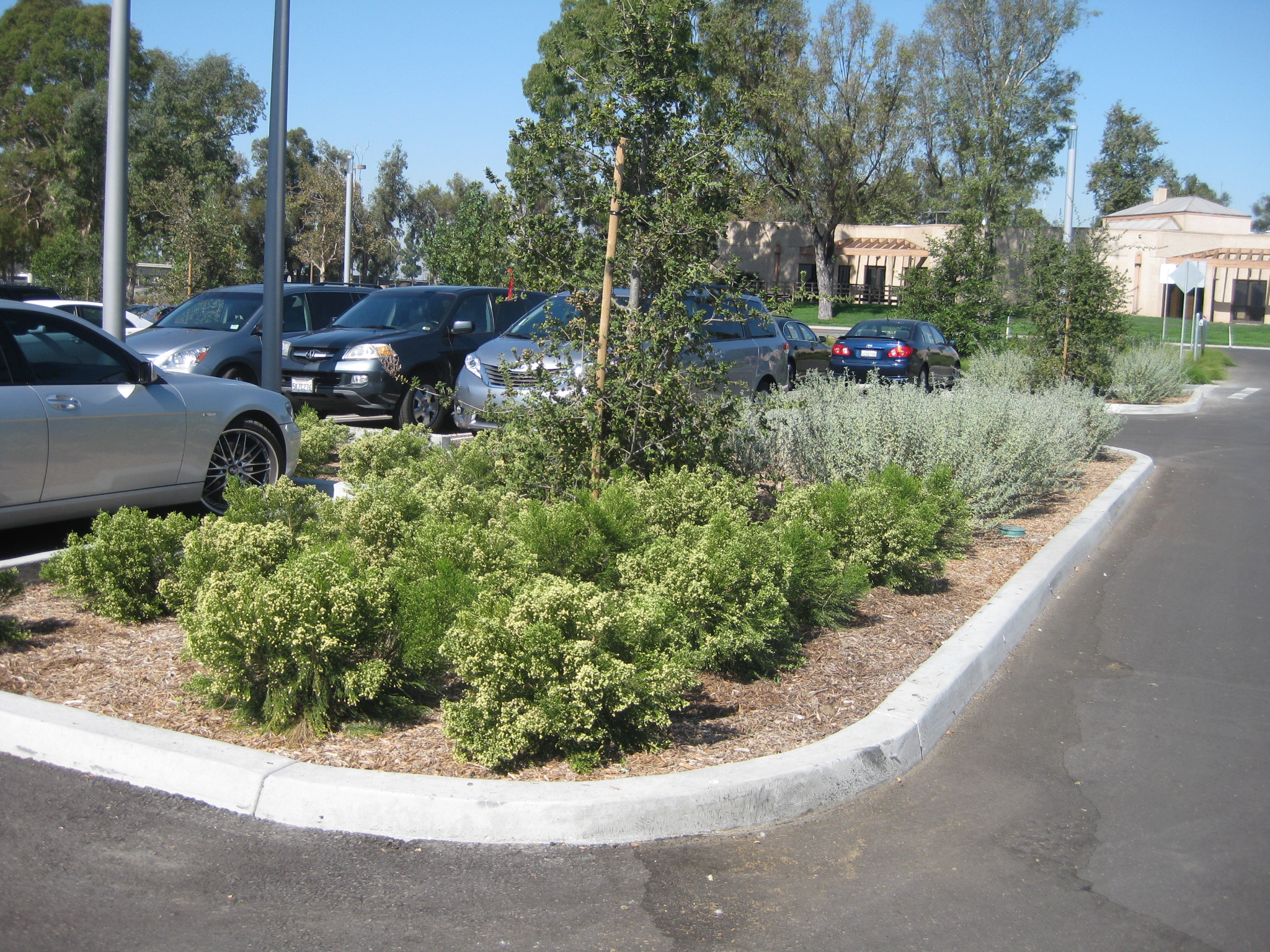 Baccharis X 'Starn Thompson'