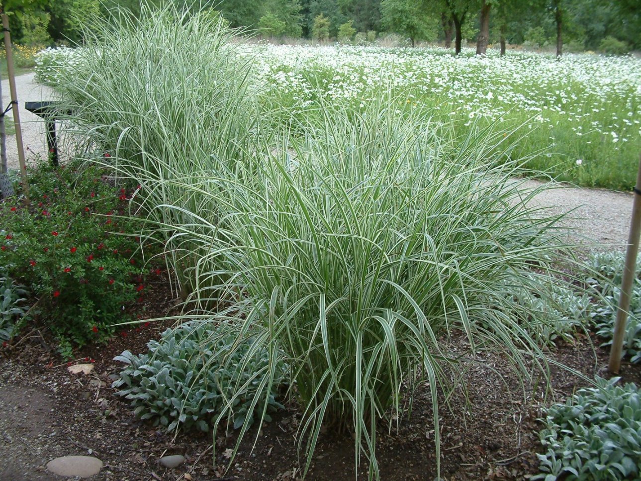 Miscanthus Variegatus
