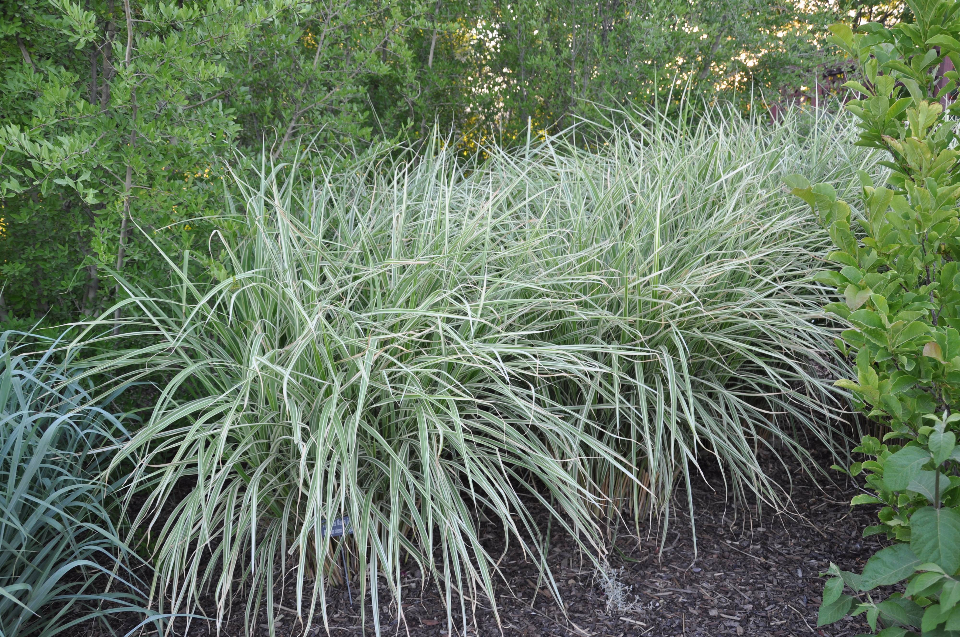 Miscanthus Variegatus