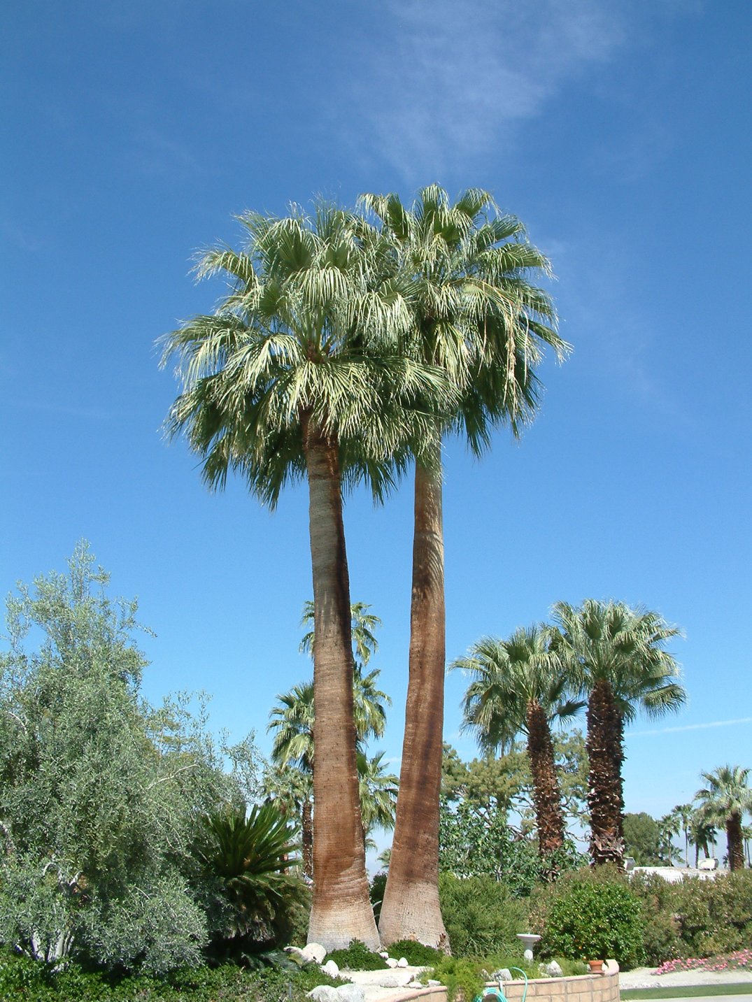 Washingtonia filifera
