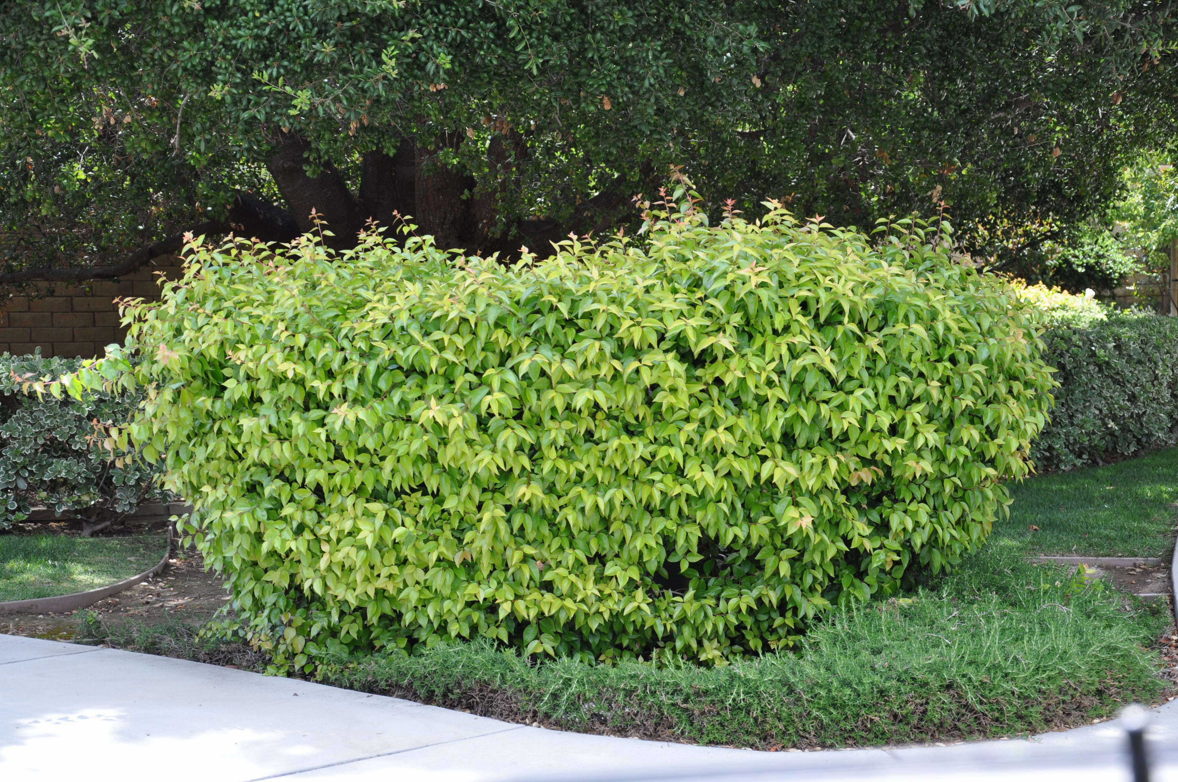 Xylosma Informal Garden