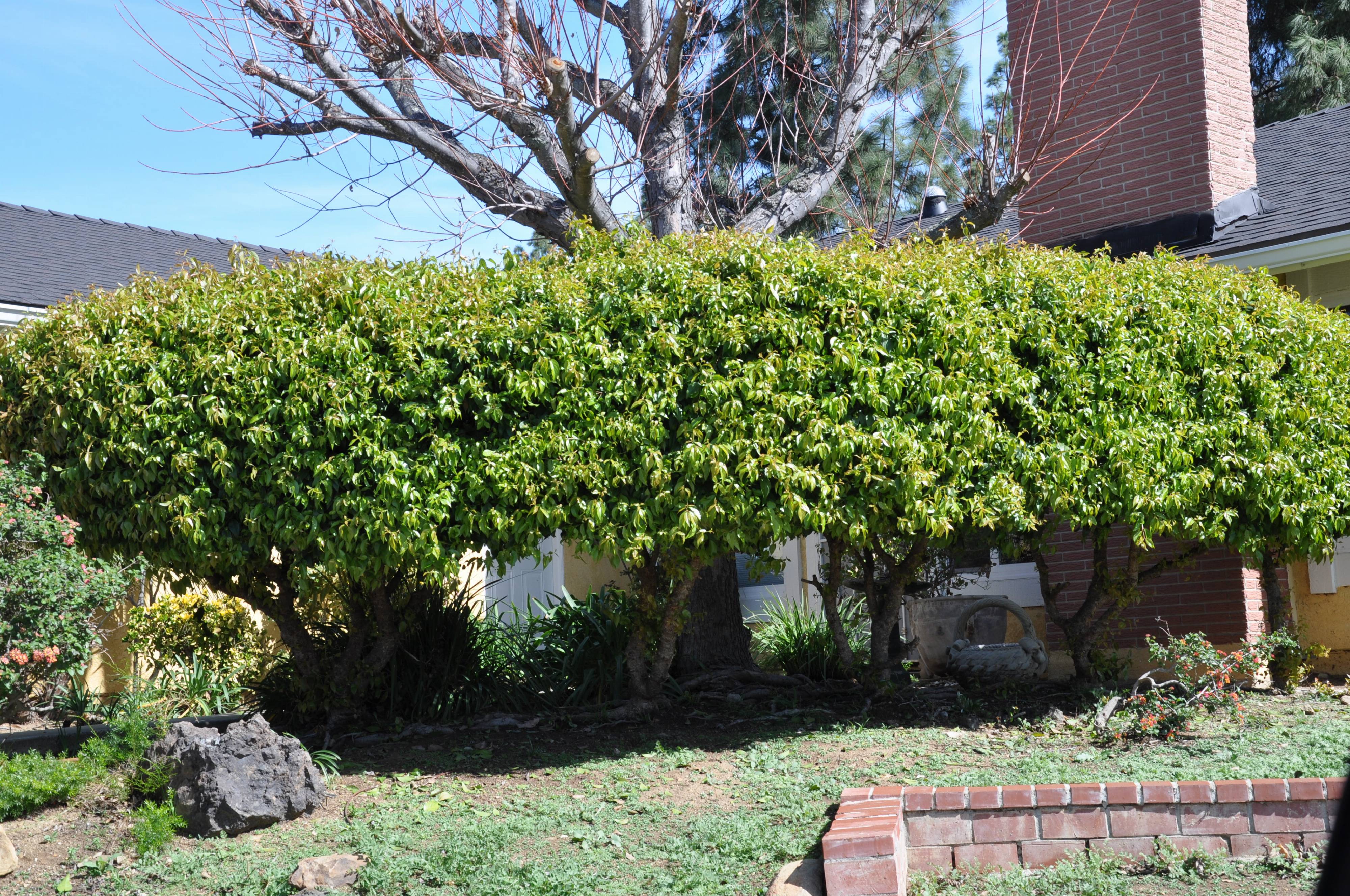 Xylosma Informal Garden