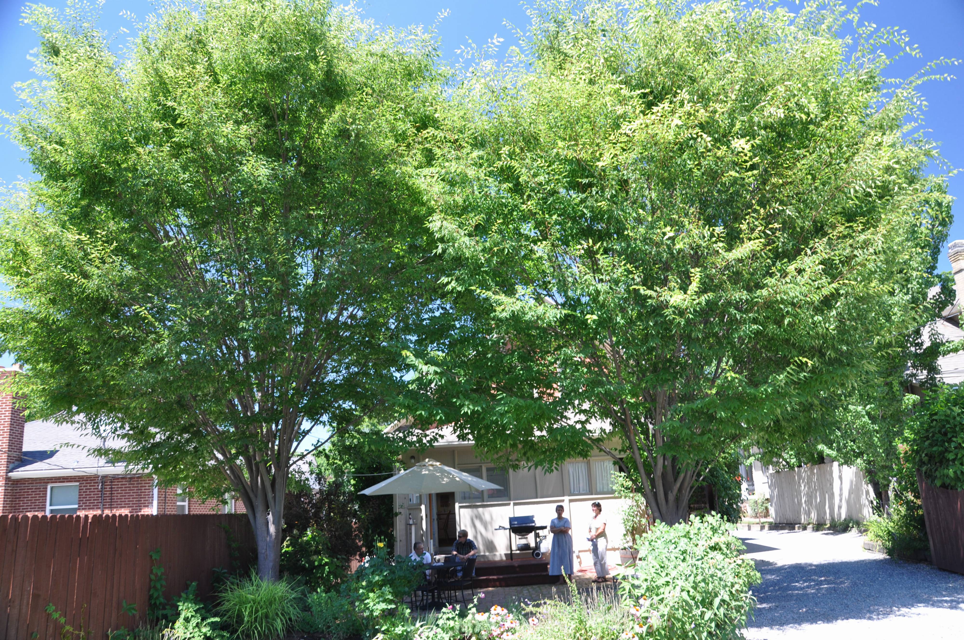 Zelkova Green Vase Green Elm Family Ulmaceae Village
