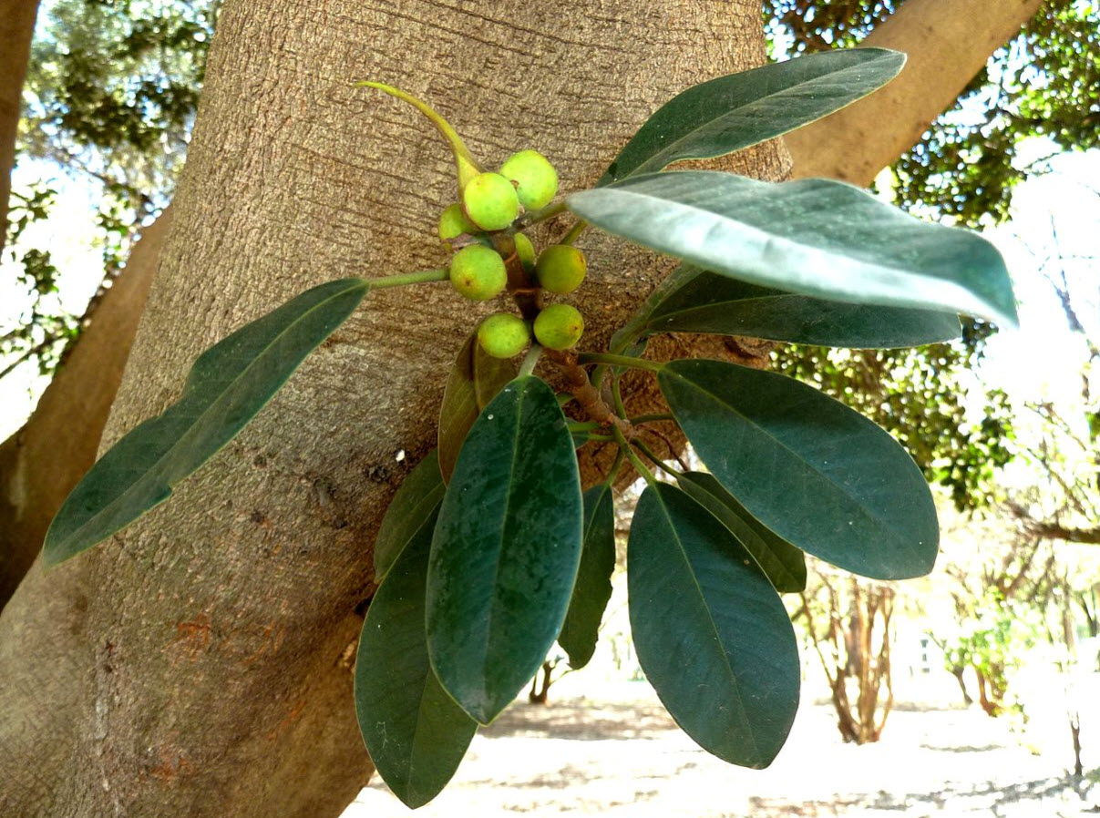 Ficus rubiginosa