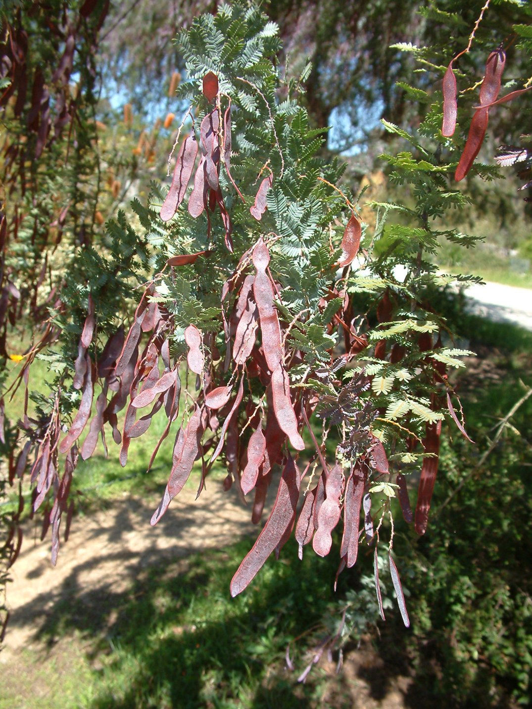 Acacia baileyana 'Purpurea'