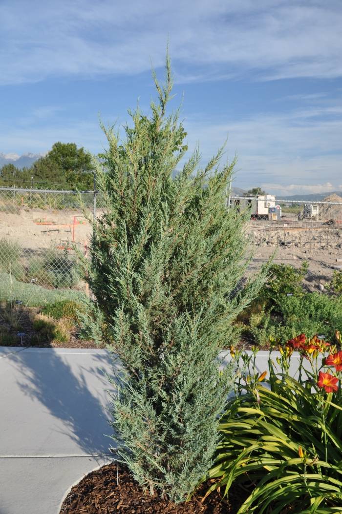 Juniperus scopulorum 'Skyrocket'