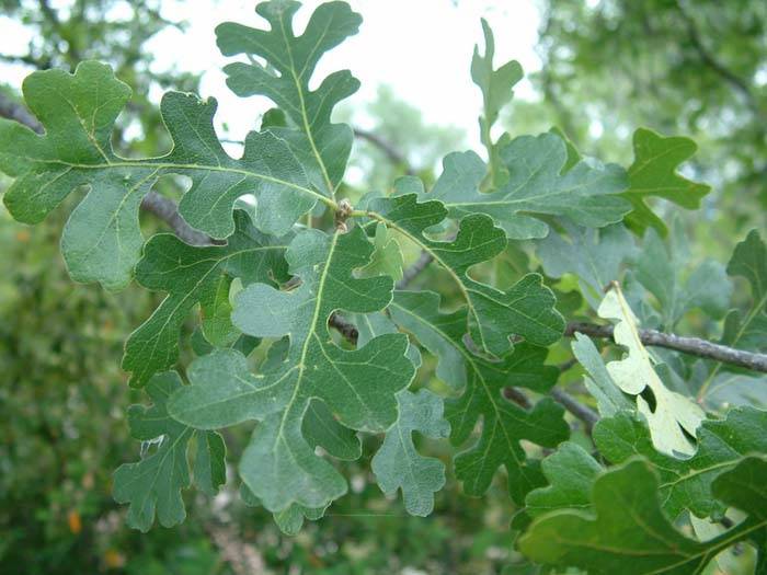 Quercus Lobata Wikipedia
