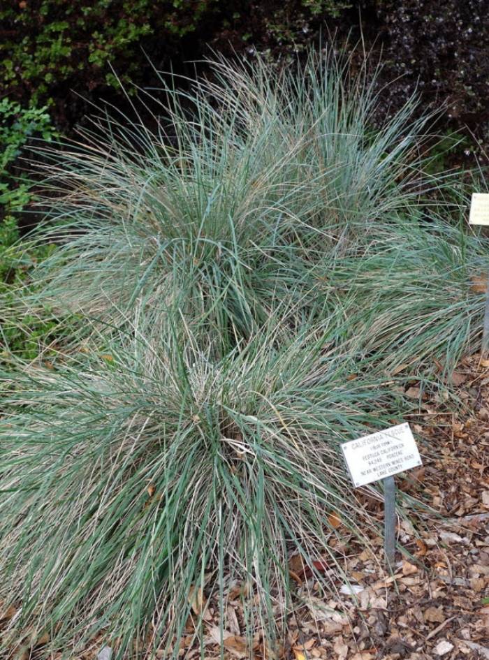 Festuca californica