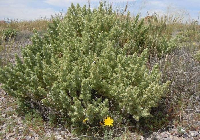 Atriplex confertifolia