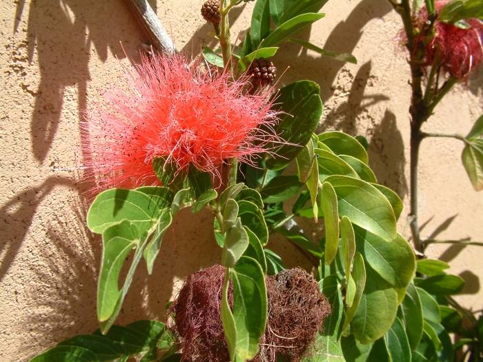 Calliandra haematocephala