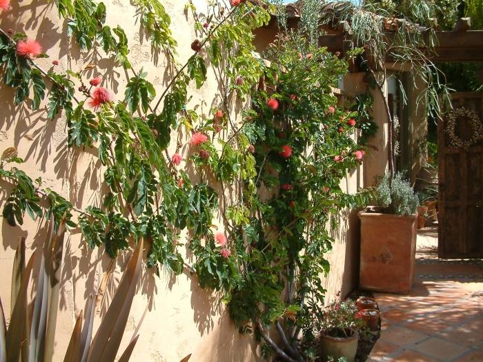 Calliandra haematocephala