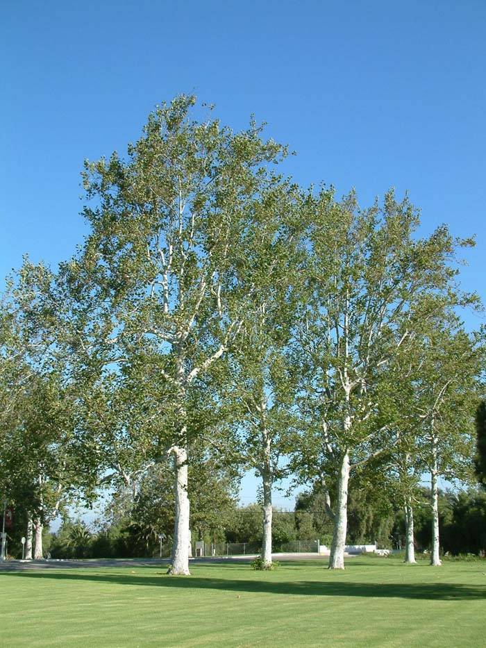 Platanus racemosa