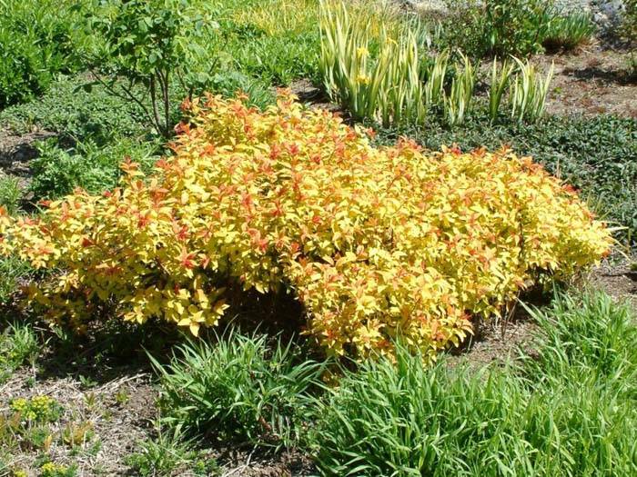 Lamium maculatum 'Aureum'