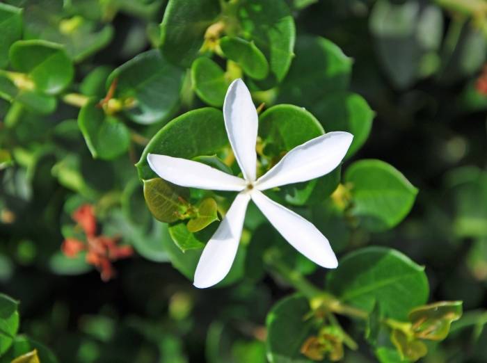 Carissa macrocarpa 'Tuttle'