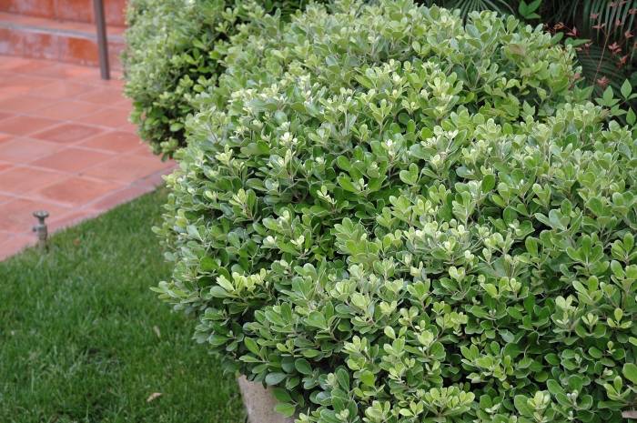 Pittosporum crassifolium 'Compactum'