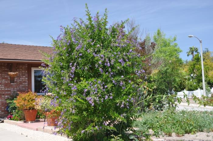 Duranta erecta