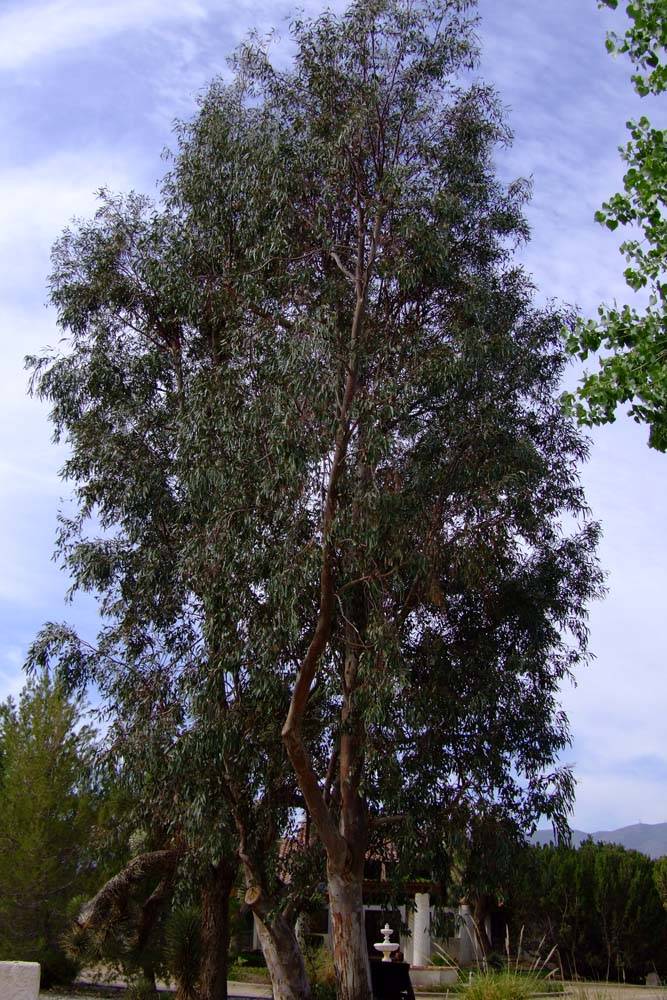Eucalyptus Polyanthemos