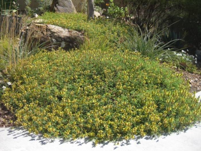 Dalea capitata 'Sierra Gold' TM