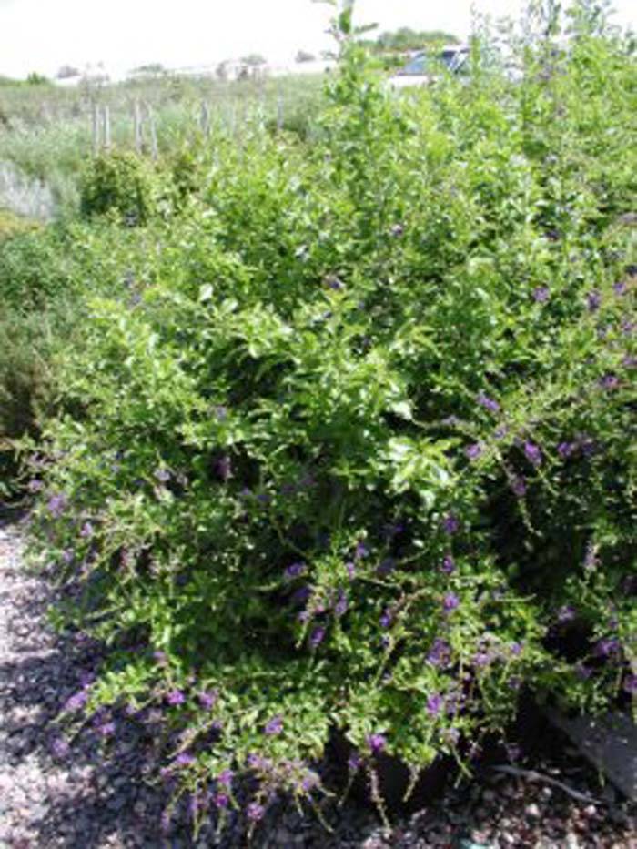 Duranta erecta 'Sweet Memory'