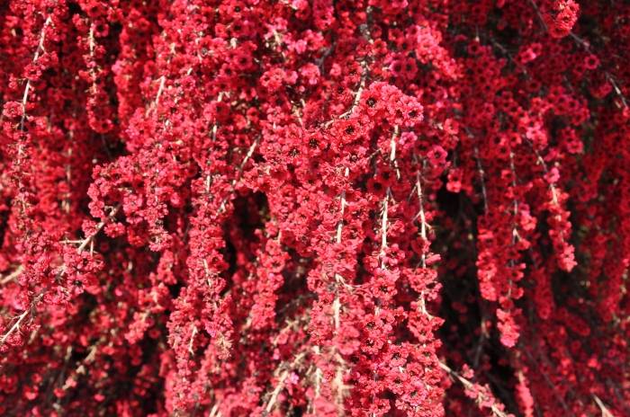 Leptospermum Scoparium Ruby Wedding
